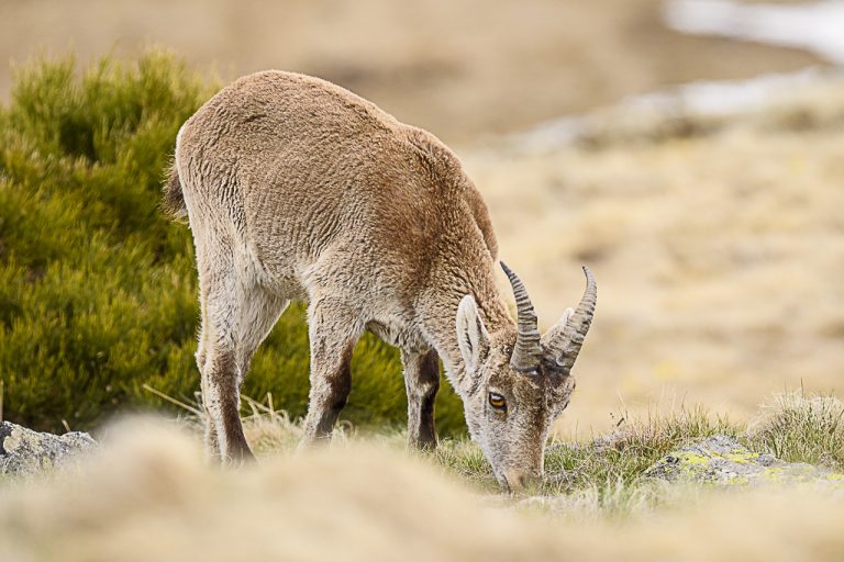 Le Bouquetin ibérique, dans la Sierra de Gredos | lanaturemoi