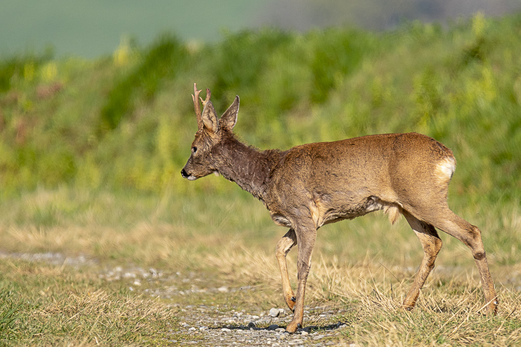 La mue du pelage du chevreuil dans le Béarn | lanaturemoi