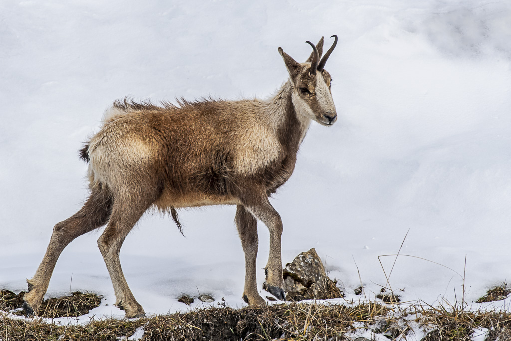 L’Isard des Pyrénées | lanaturemoi