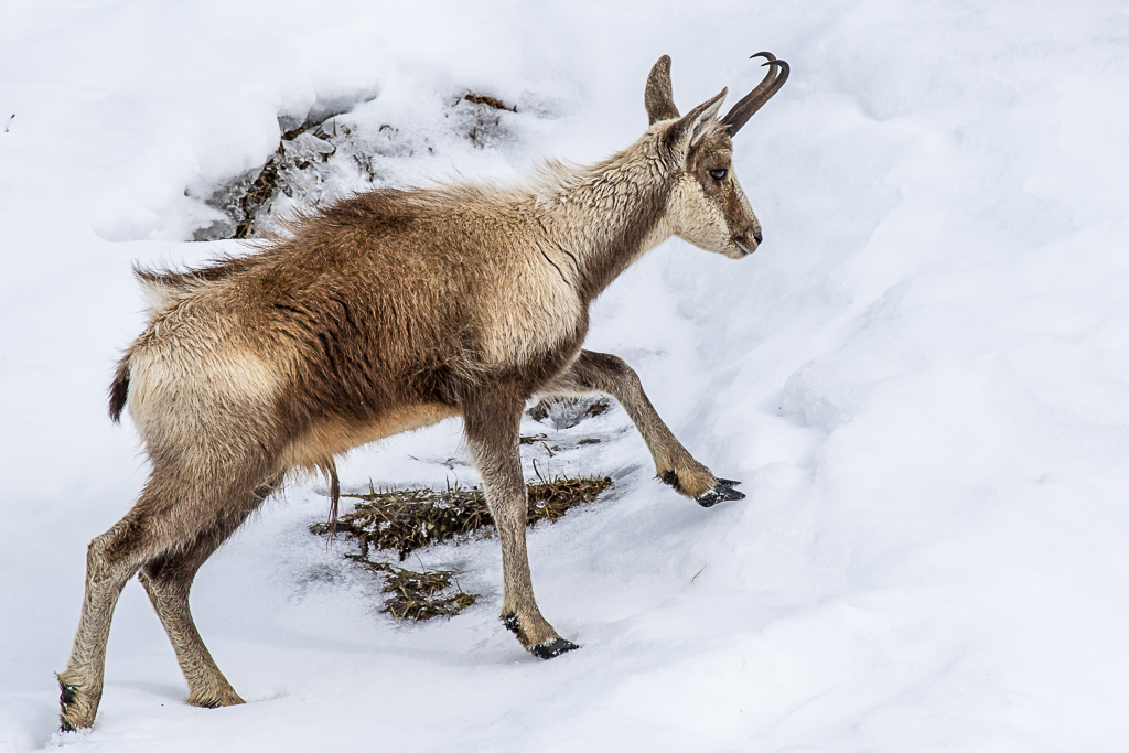 L’Isard des Pyrénées | lanaturemoi