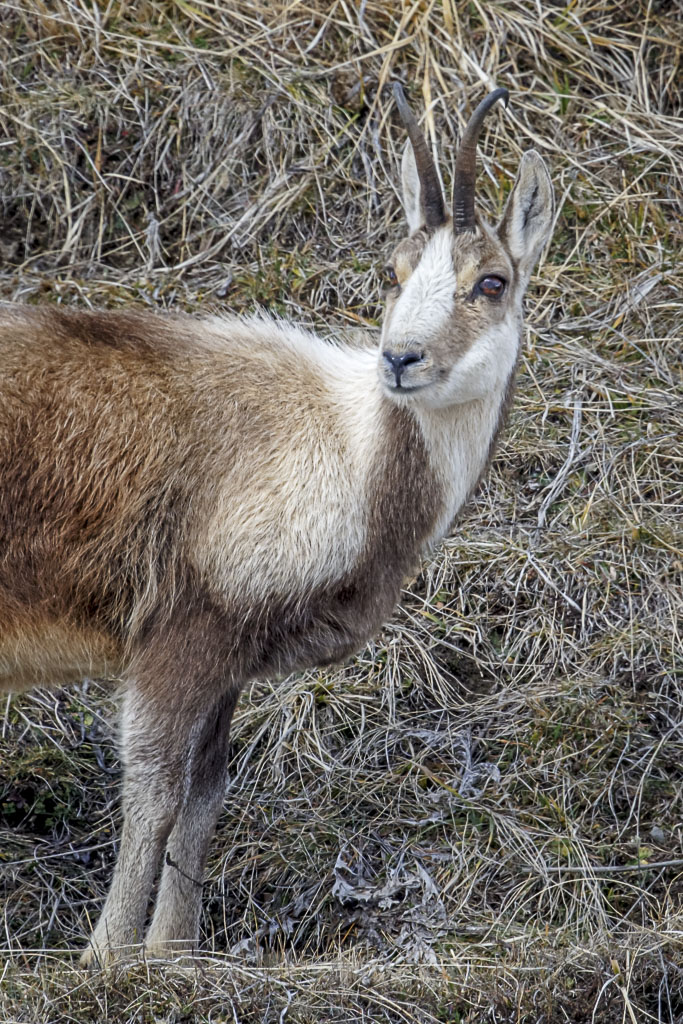L’Isard des Pyrénées | lanaturemoi