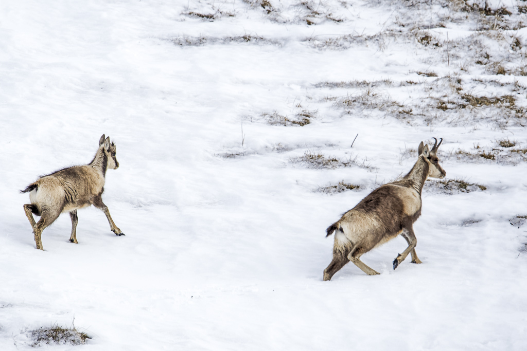 L’Isard des Pyrénées | lanaturemoi