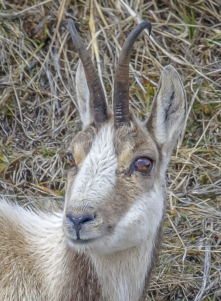 L’Isard des Pyrénées | lanaturemoi