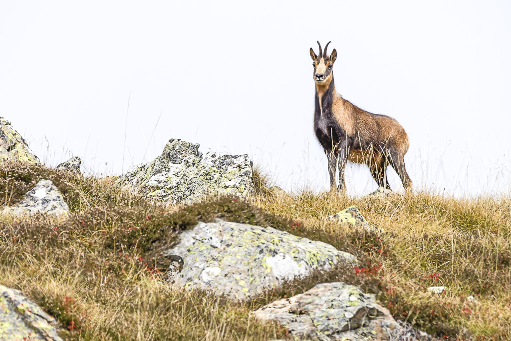 L’Isard des Pyrénées | lanaturemoi