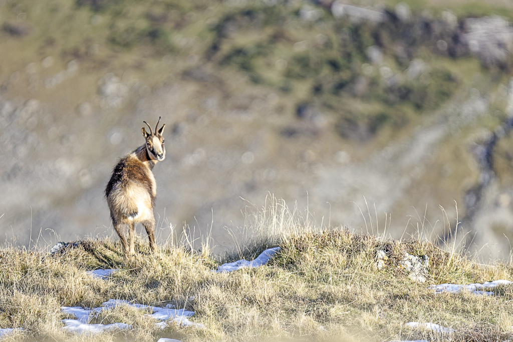 L’Isard des Pyrénées | lanaturemoi