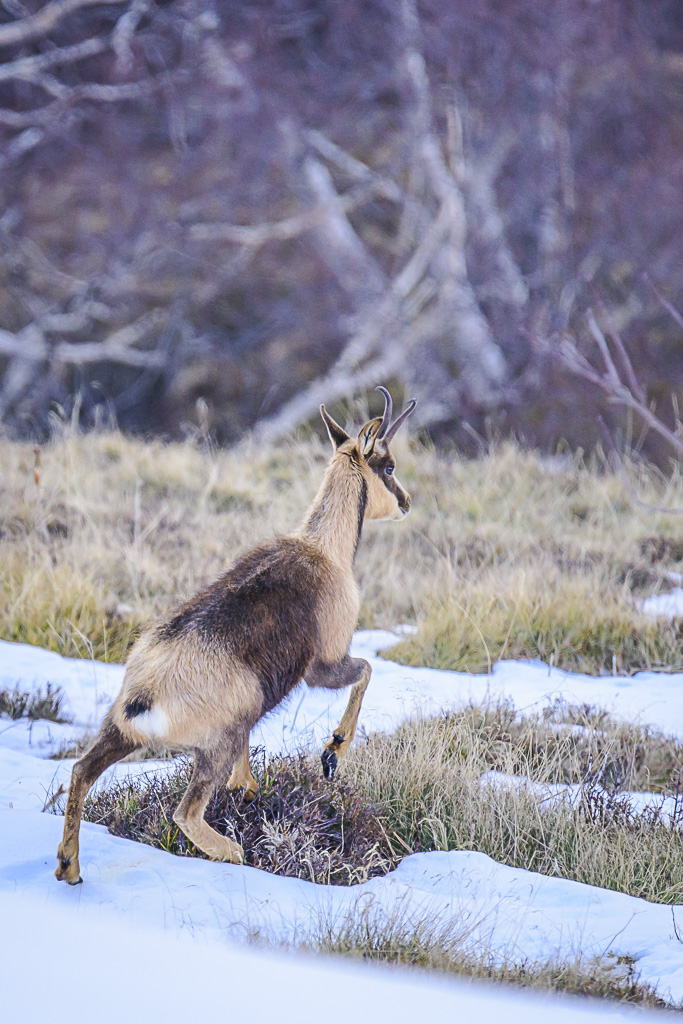 L’Isard des Pyrénées | lanaturemoi