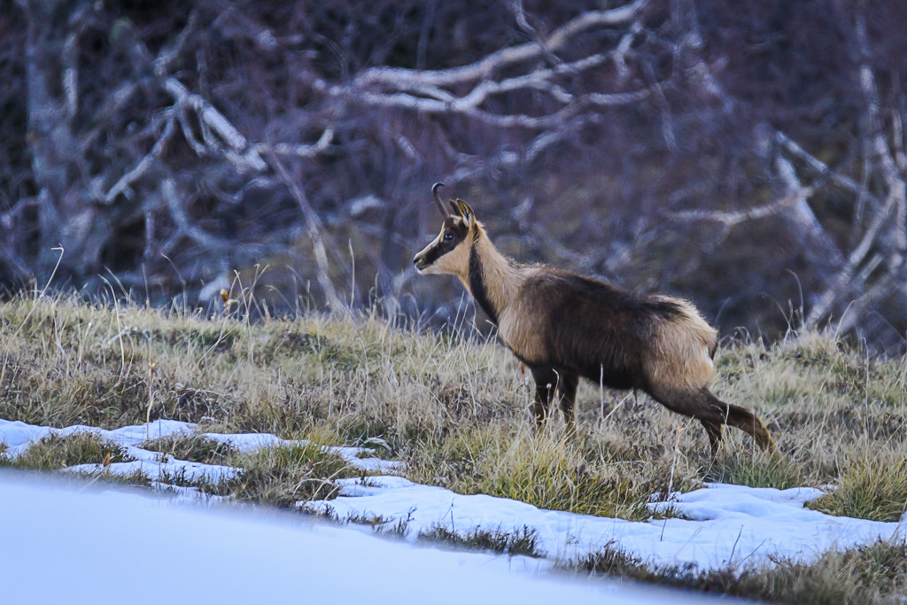 L’Isard des Pyrénées | lanaturemoi