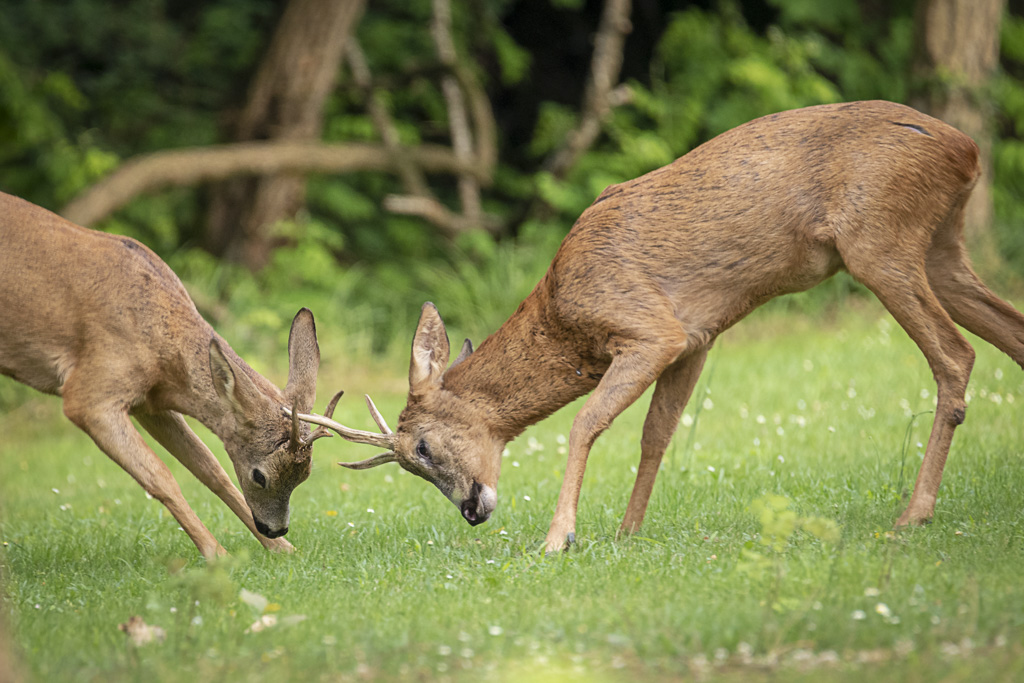 Chevreuils | lanaturemoi