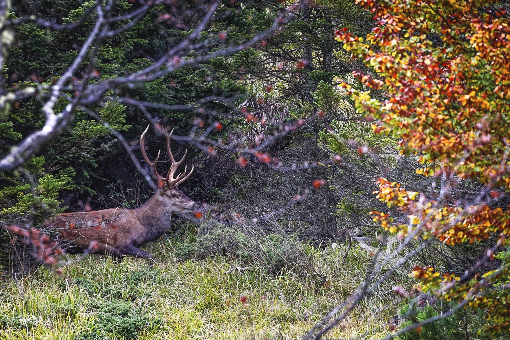 Le Cerf élaphe dans les Pyrénées – Son origine et la population ...