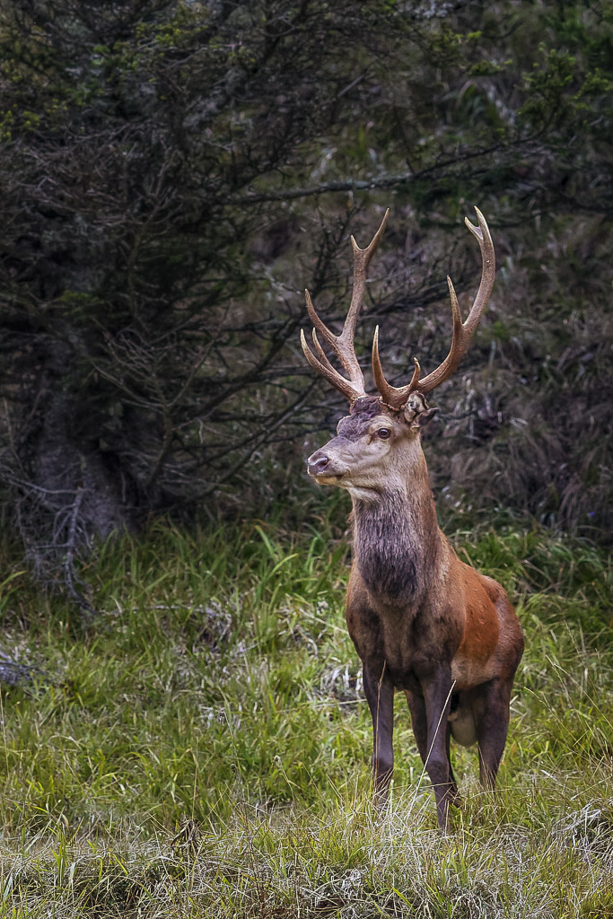 Le Cerf élaphe dans les Pyrénées – Son origine et la population ...