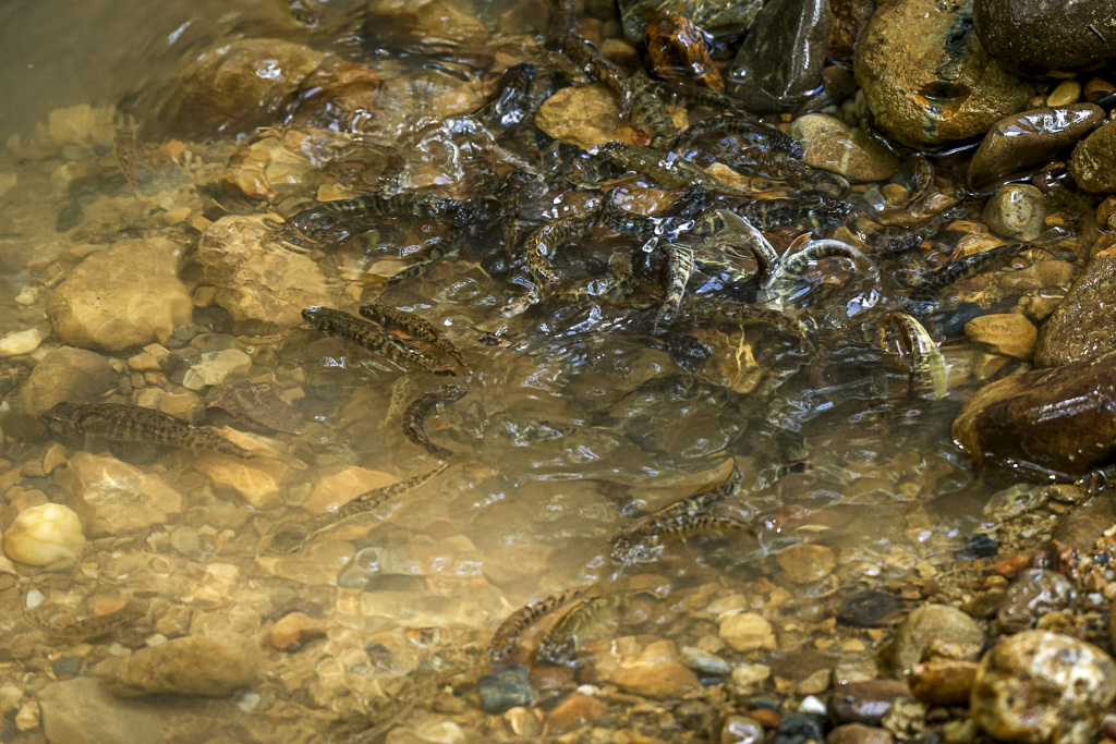 Le frai du vairon | lanaturemoi