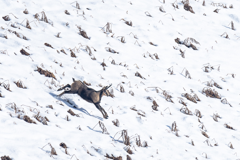 L’Isard des Pyrénées à la période du rut en val d’Azun | lanaturemoi