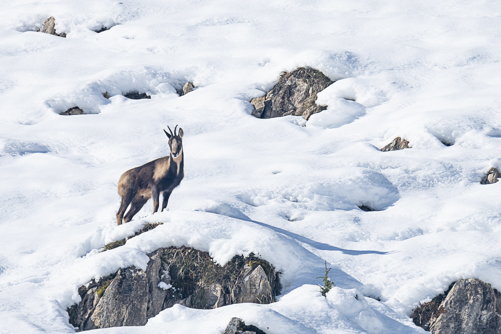 L’Isard des Pyrénées à la période du rut en val d’Azun | lanaturemoi