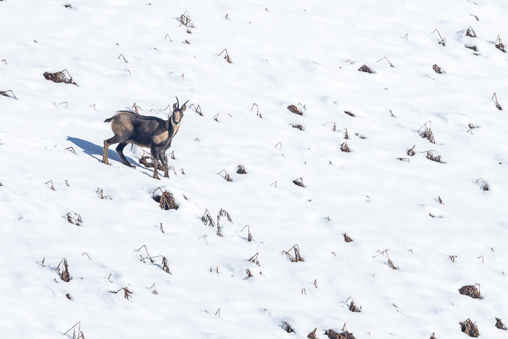 L’Isard des Pyrénées à la période du rut en val d’Azun | lanaturemoi
