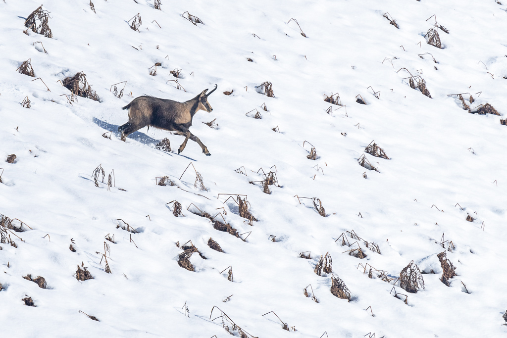 L’Isard des Pyrénées à la période du rut en val d’Azun | lanaturemoi