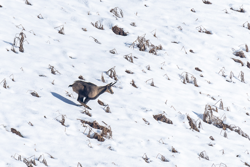 L’Isard des Pyrénées à la période du rut en val d’Azun | lanaturemoi