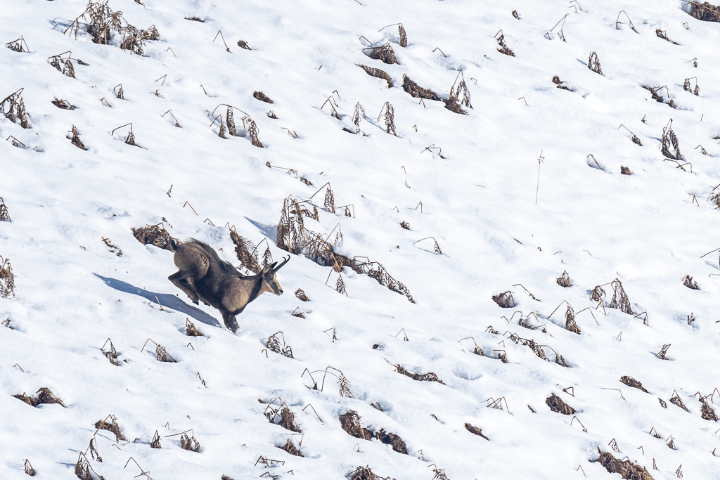 L’Isard des Pyrénées à la période du rut en val d’Azun | lanaturemoi