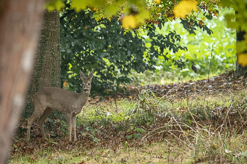 L’automne chez les Chevreuils du Béarn | lanaturemoi