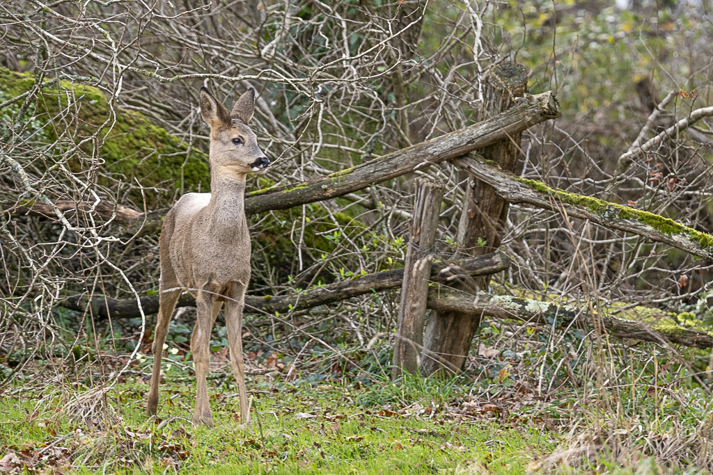 L’automne chez les Chevreuils du Béarn | lanaturemoi