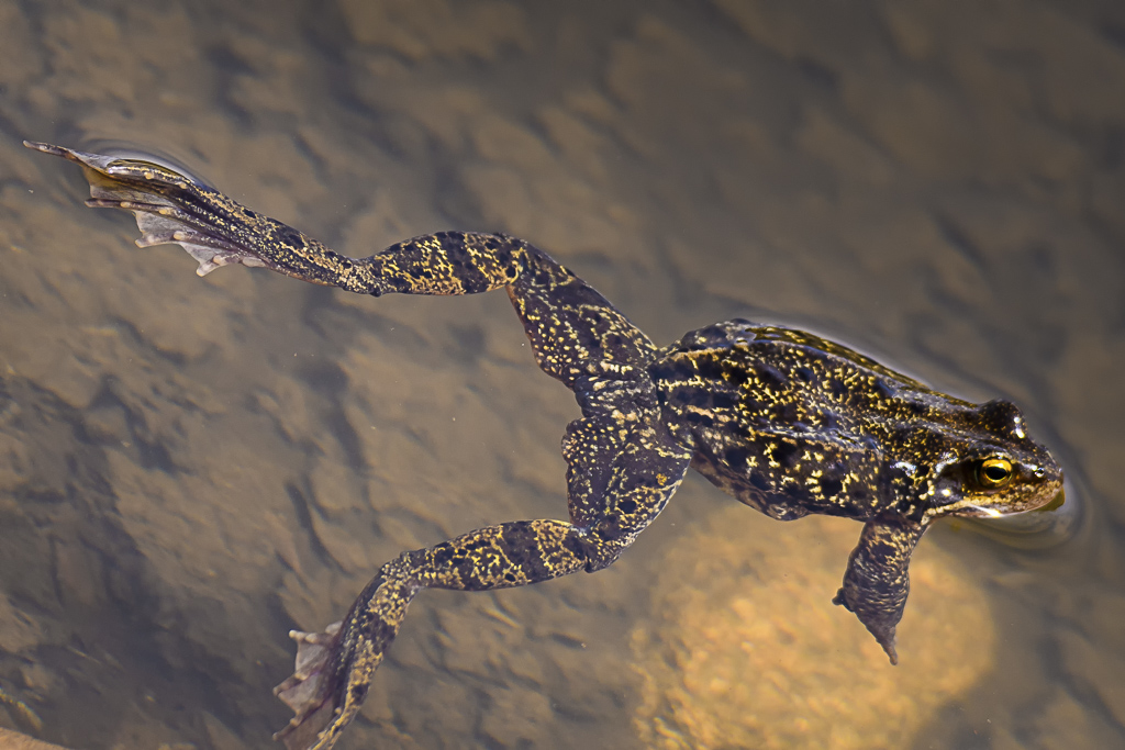 La Grenouille rousse, dans les Pyrénées | lanaturemoi