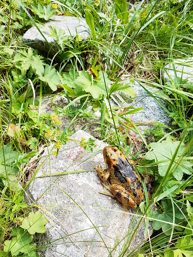 La Grenouille rousse, dans les Pyrénées | lanaturemoi