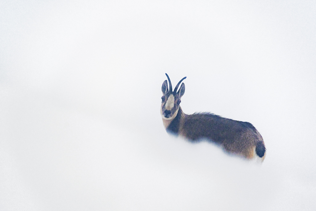 Observation de l’isard des Pyrénées, à la période du rut | lanaturemoi