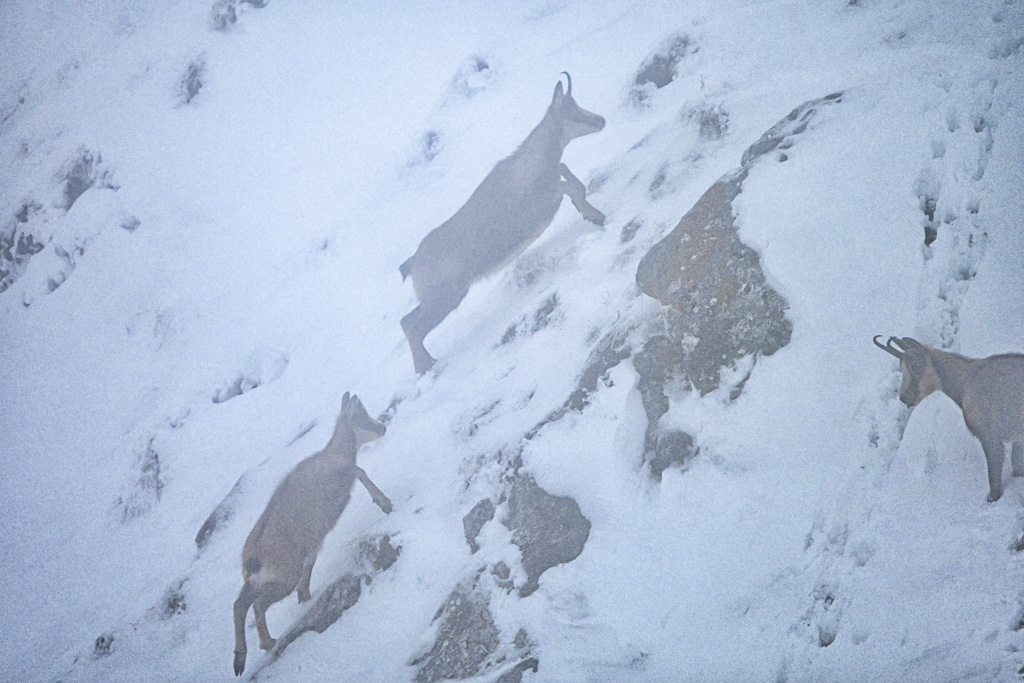 Observation de l’isard des Pyrénées, à la période du rut | lanaturemoi