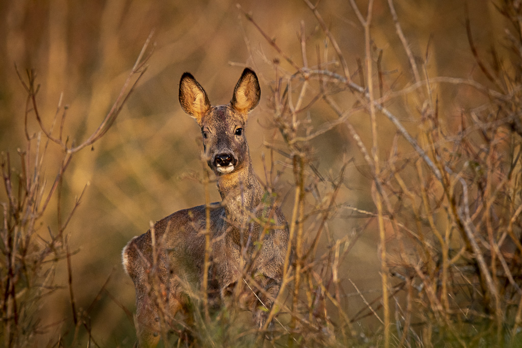 Une chevrette au soleil couchant dans le Béarn | lanaturemoi