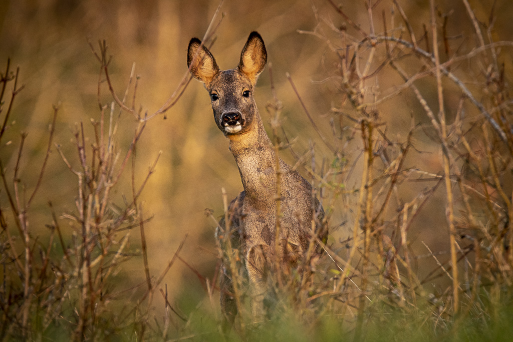 Une chevrette au soleil couchant dans le Béarn | lanaturemoi