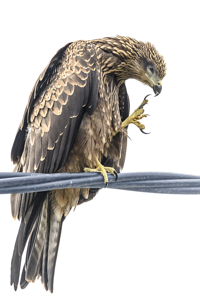 Le Milan royal dans les Pyrénées | lanaturemoi