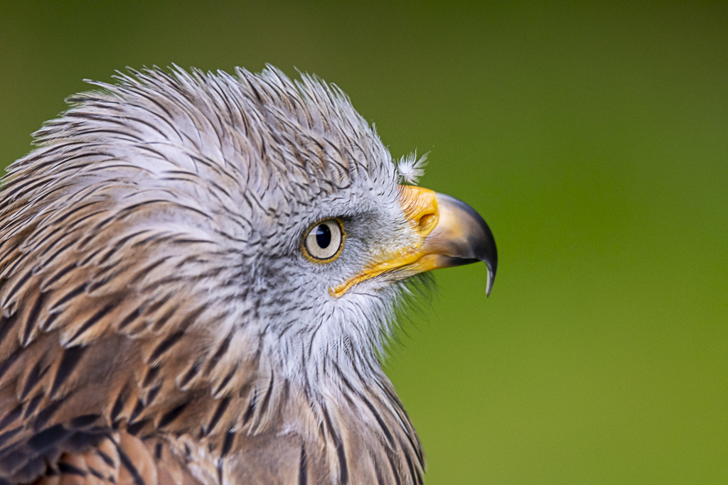 Le Milan royal dans les Pyrénées | lanaturemoi