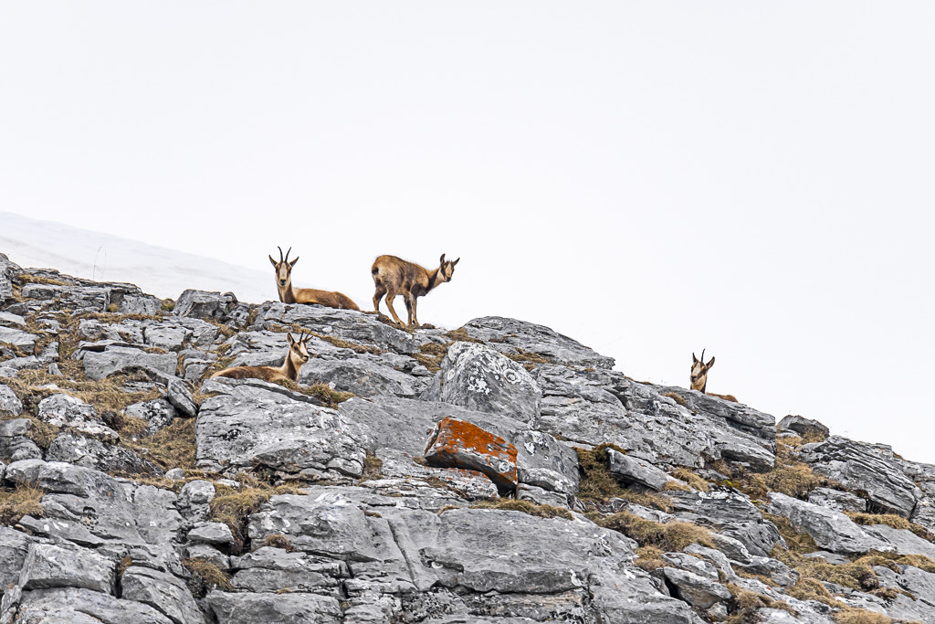A la rencontre des isards de la vallée d’Ossau | lanaturemoi
