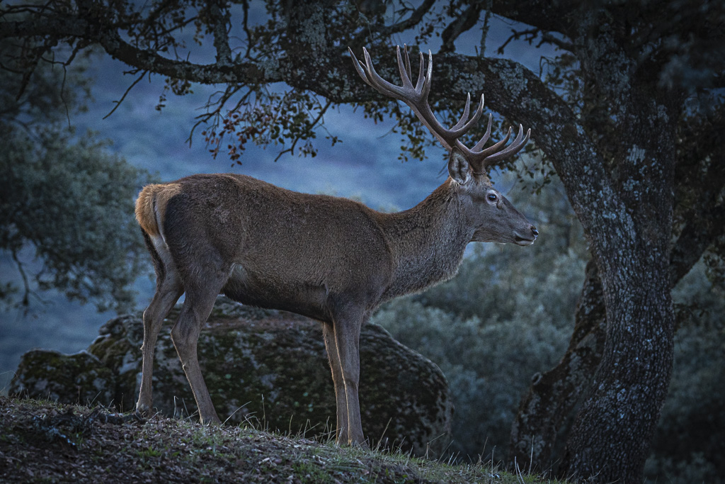 L’observation du Cerf élaphe en Espagne | lanaturemoi