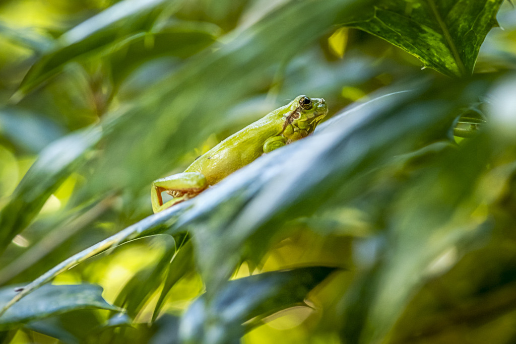 La Rainette méridionale | lanaturemoi