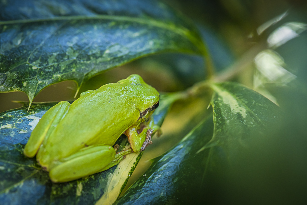La Rainette méridionale | lanaturemoi
