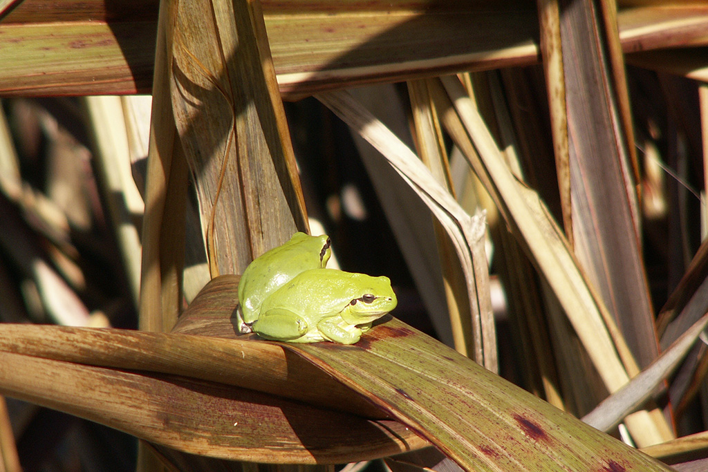 La Rainette méridionale | lanaturemoi