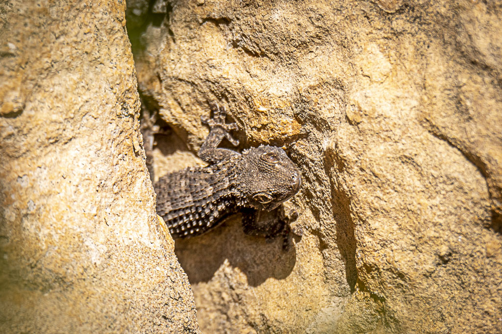 La Tarente de Maurétanie | lanaturemoi