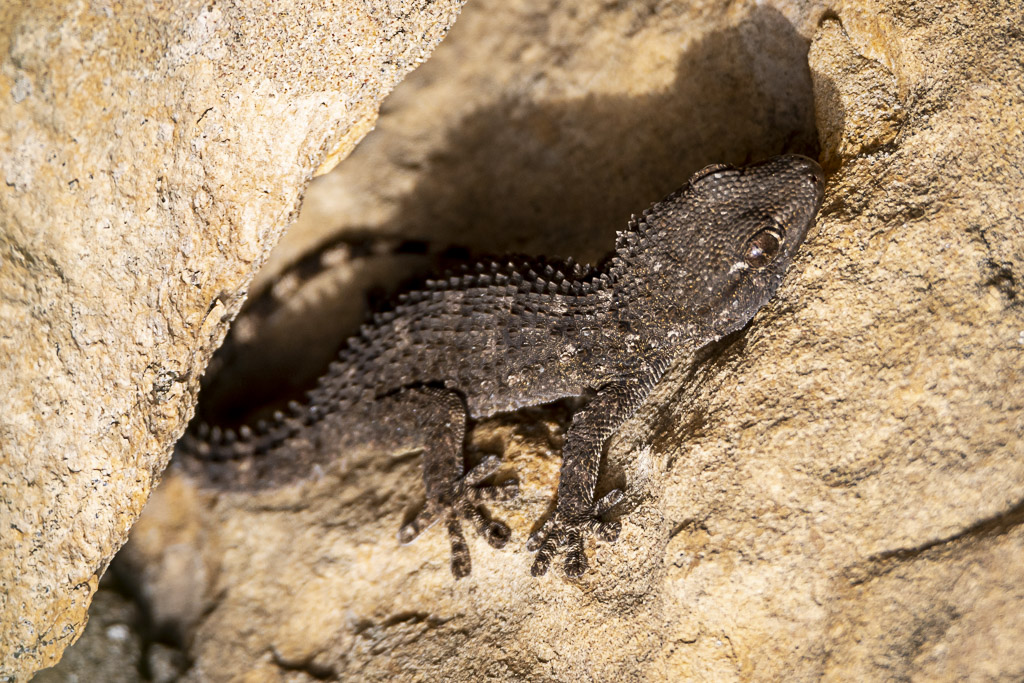 La Tarente de Maurétanie | lanaturemoi
