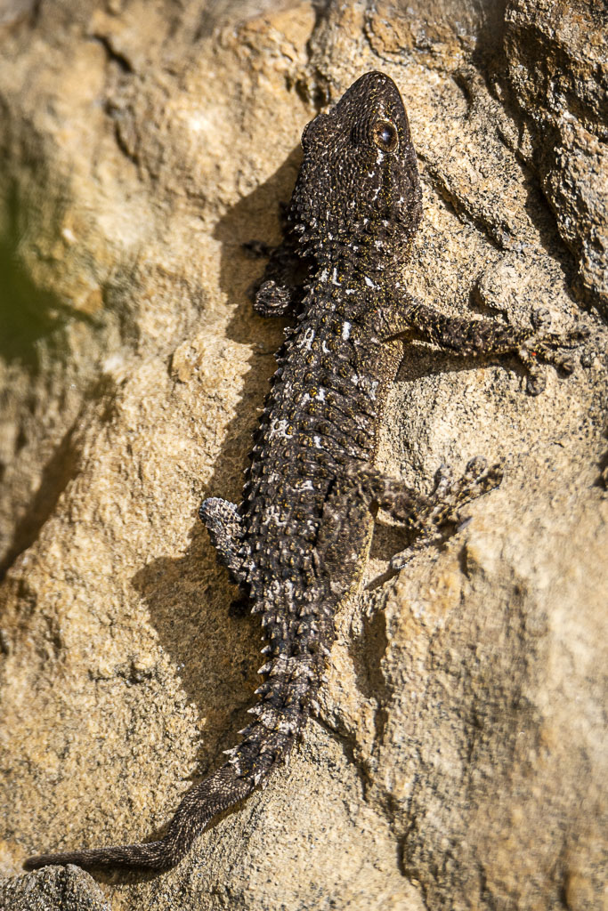La Tarente de Maurétanie | lanaturemoi