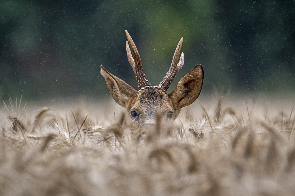 Un joli brocard dans les blés mûrs | lanaturemoi