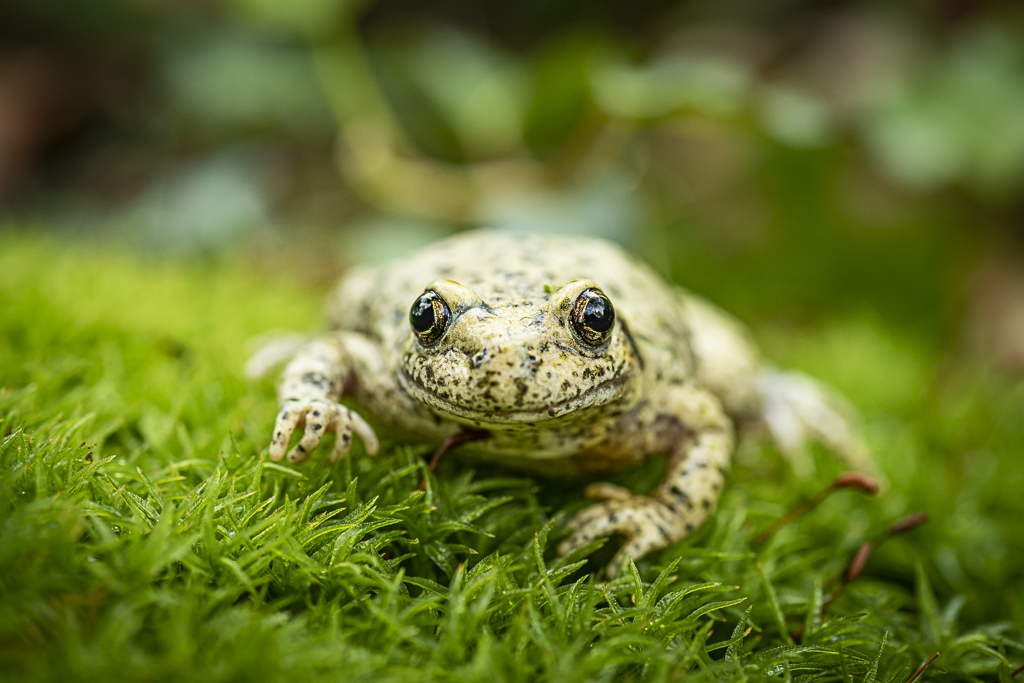 Amphibiens | lanaturemoi