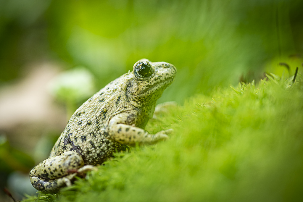 L’Alyte accoucheur dans le Béarn | lanaturemoi