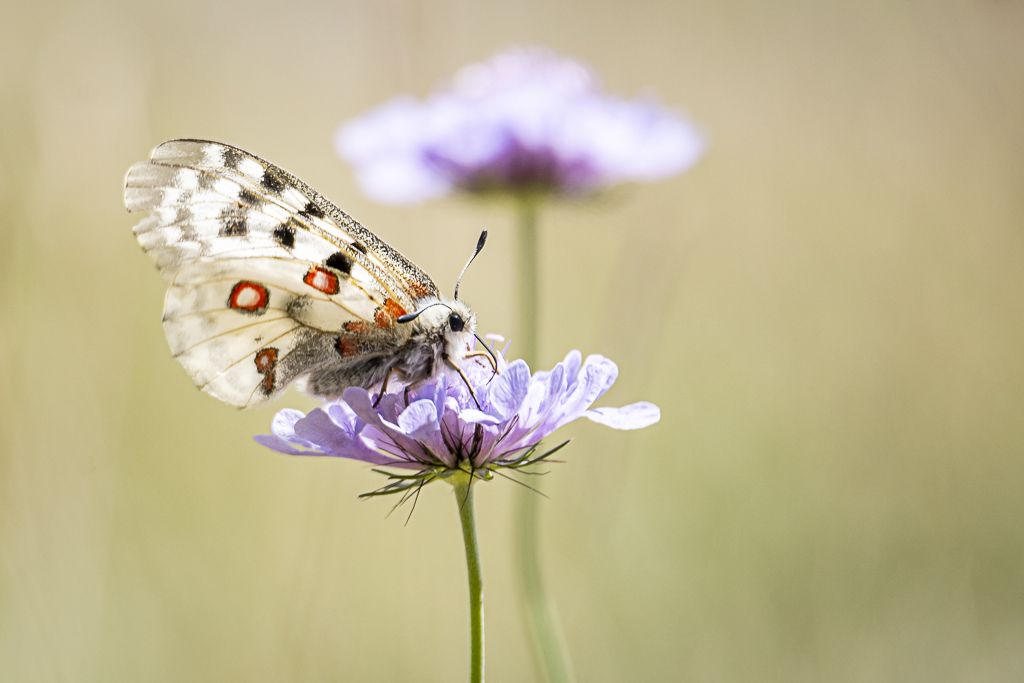 Le papillon Apollon, emblématique de nos Pyrénées | lanaturemoi