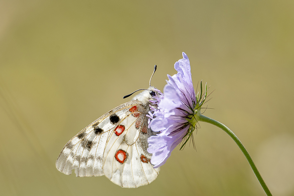 Le papillon Apollon, emblématique de nos Pyrénées | lanaturemoi