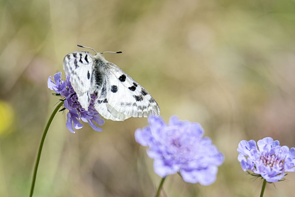 Le papillon Apollon, emblématique de nos Pyrénées | lanaturemoi
