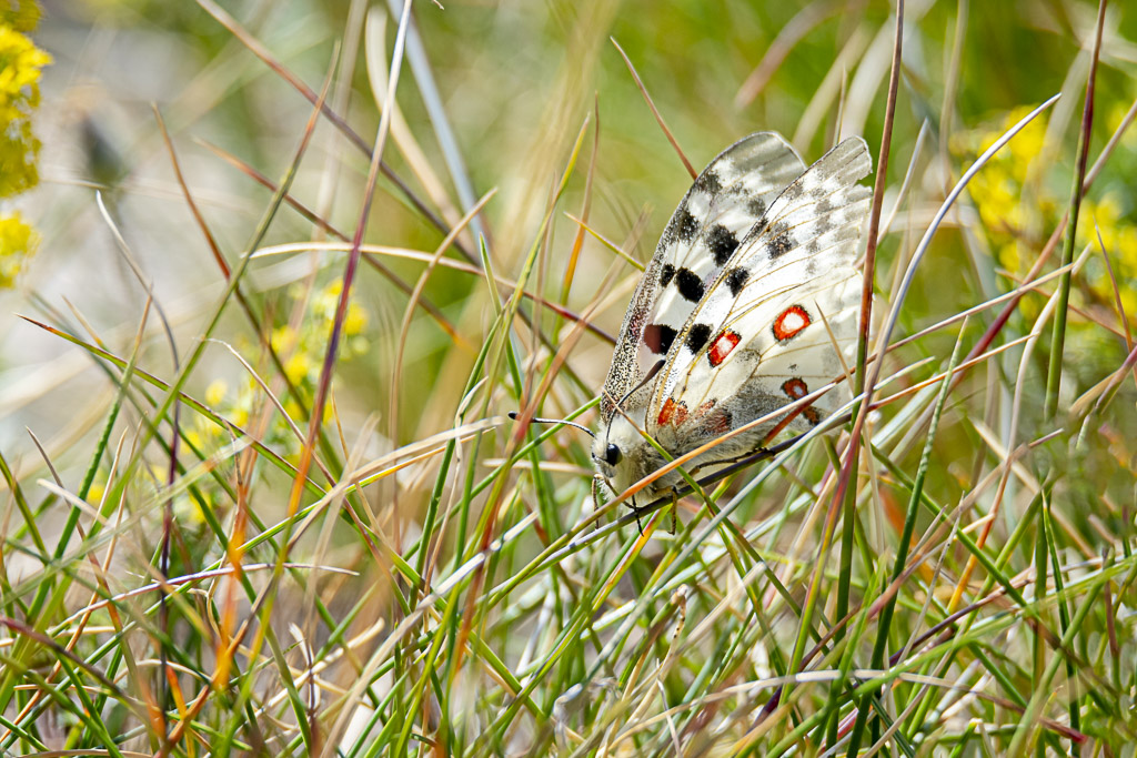 Le papillon Apollon, emblématique de nos Pyrénées | lanaturemoi