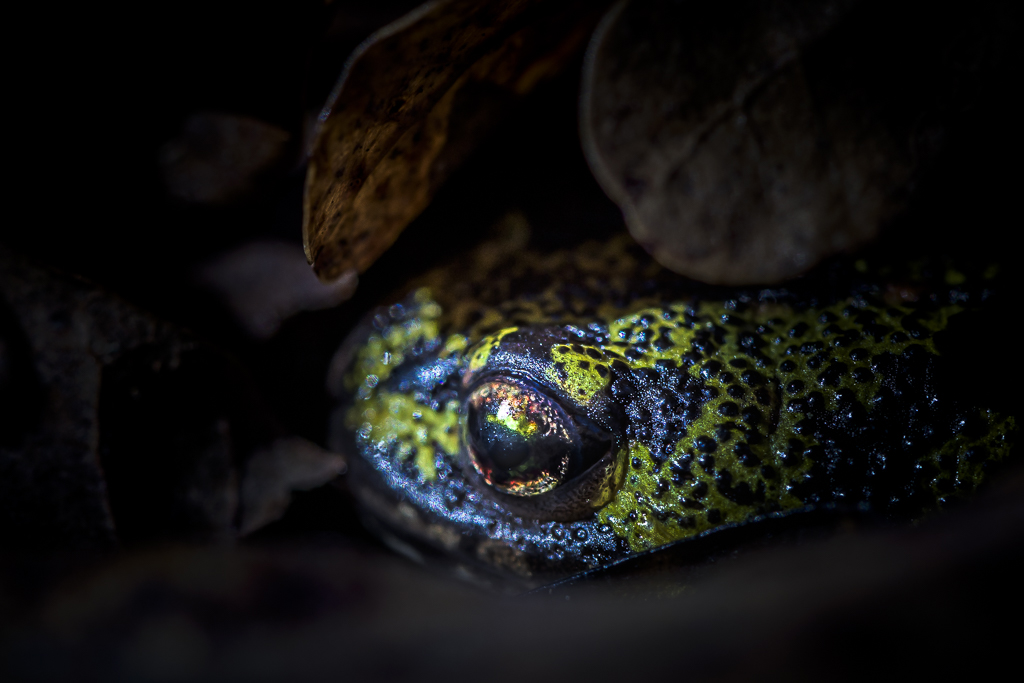 Le Triton marbré dans le Béarn | lanaturemoi