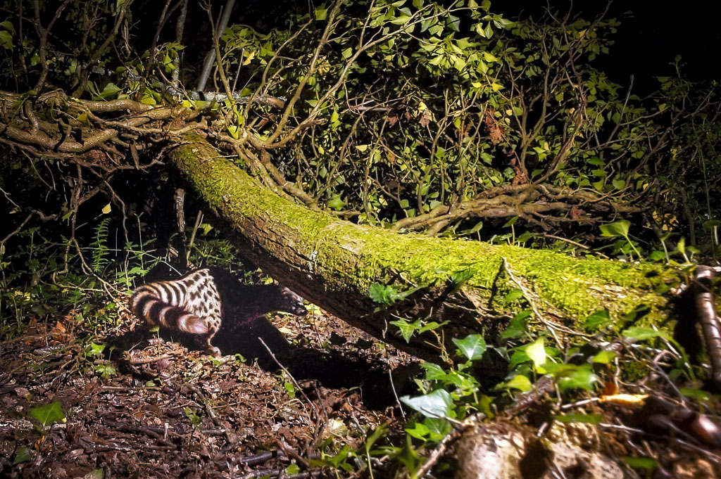 la Genette d’Europe – Son observation dans le Béarn | lanaturemoi