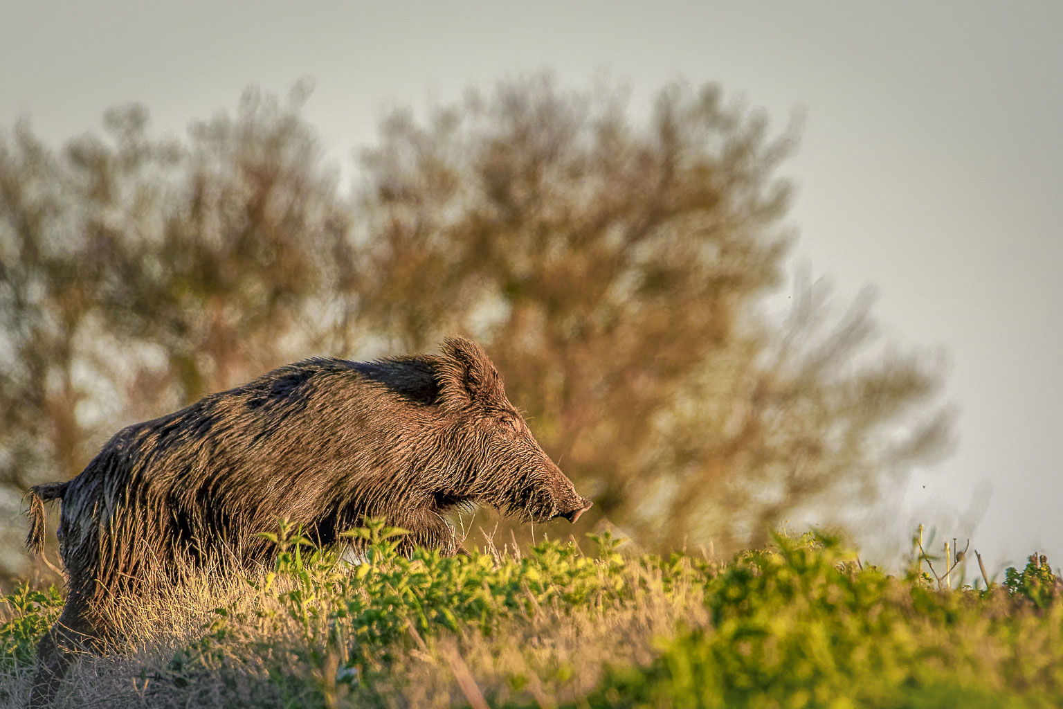 Le sanglier dans le Béarn | lanaturemoi