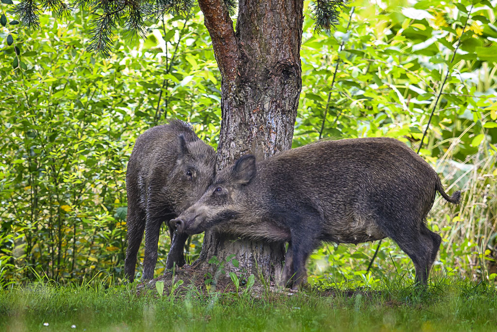 Le sanglier dans le Béarn – A la sortie de la souille. | lanaturemoi